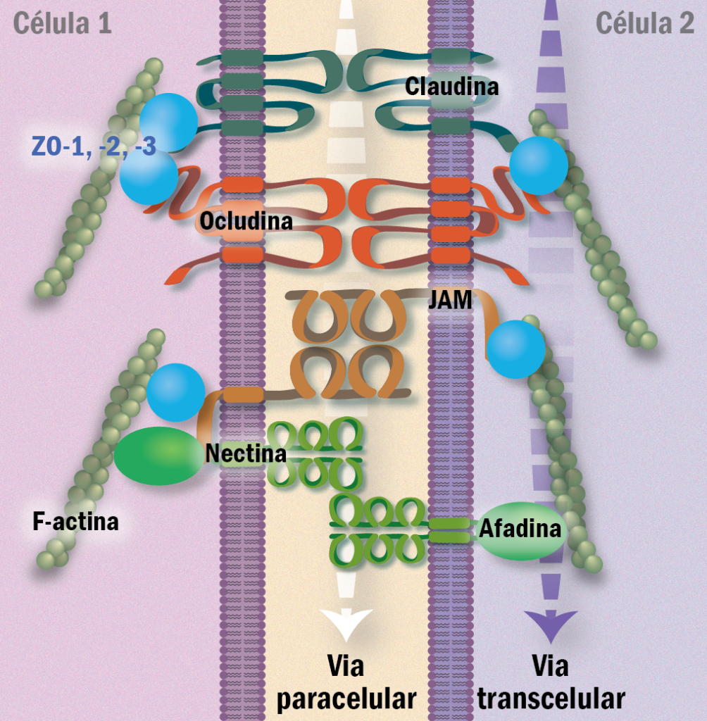 Interações Célula-Célula – Atlas Interativo de Biologia Celular