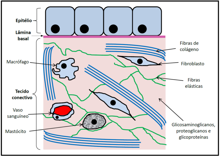 Interações Célula-Matriz – Atlas Interativo de Biologia Celular