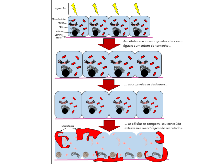 Morte Celular – Atlas Interativo de Biologia Celular