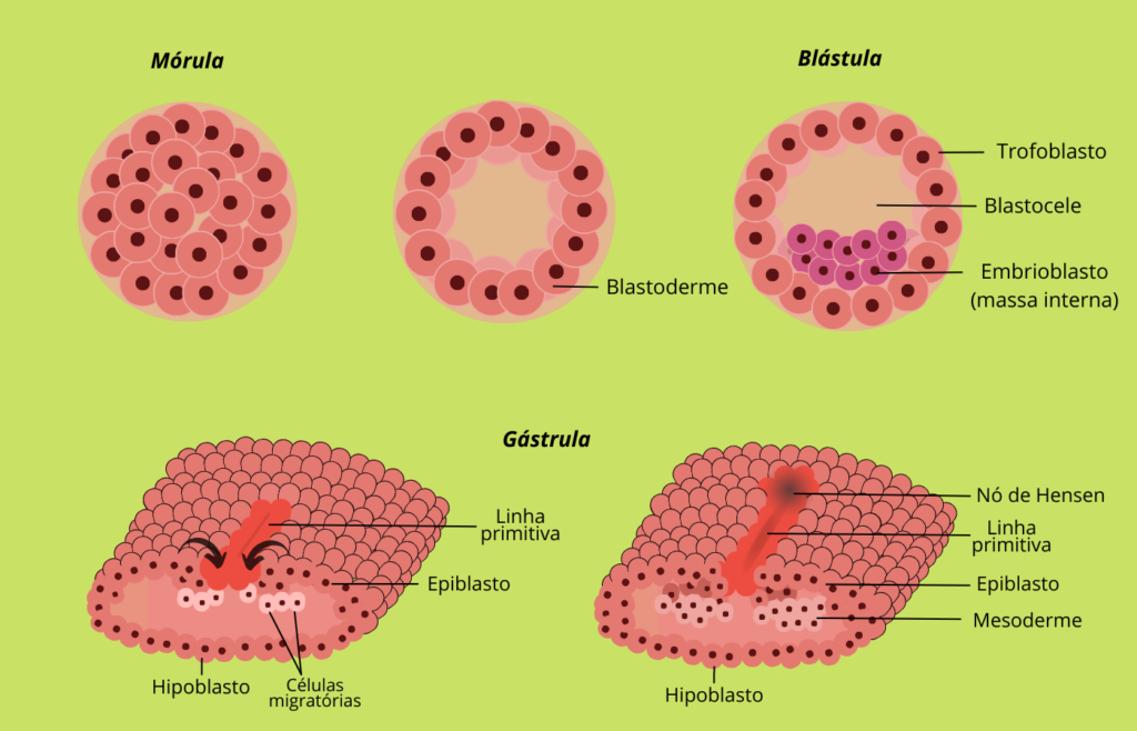 Células-tronco – Atlas Interativo de Biologia Celular
