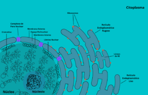 Núcleo Celular – Atlas Interativo de Biologia Celular