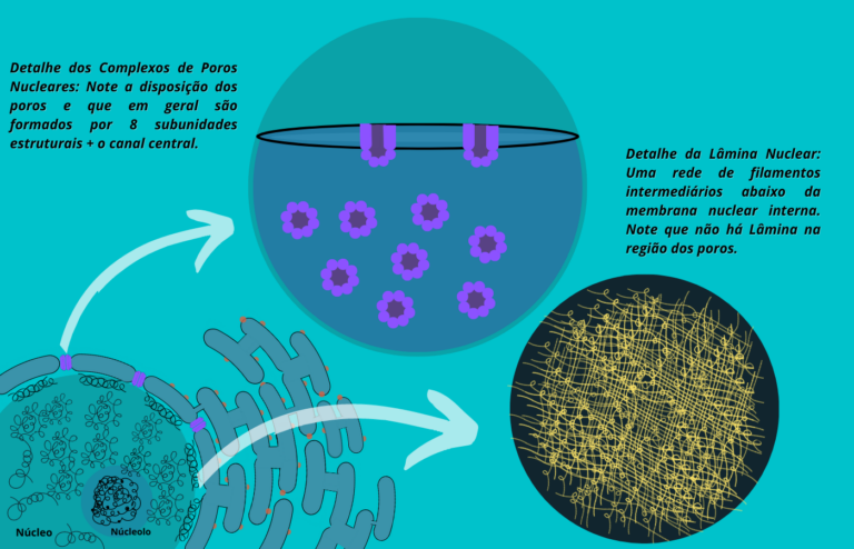 Núcleo Celular – Atlas Interativo de Biologia Celular