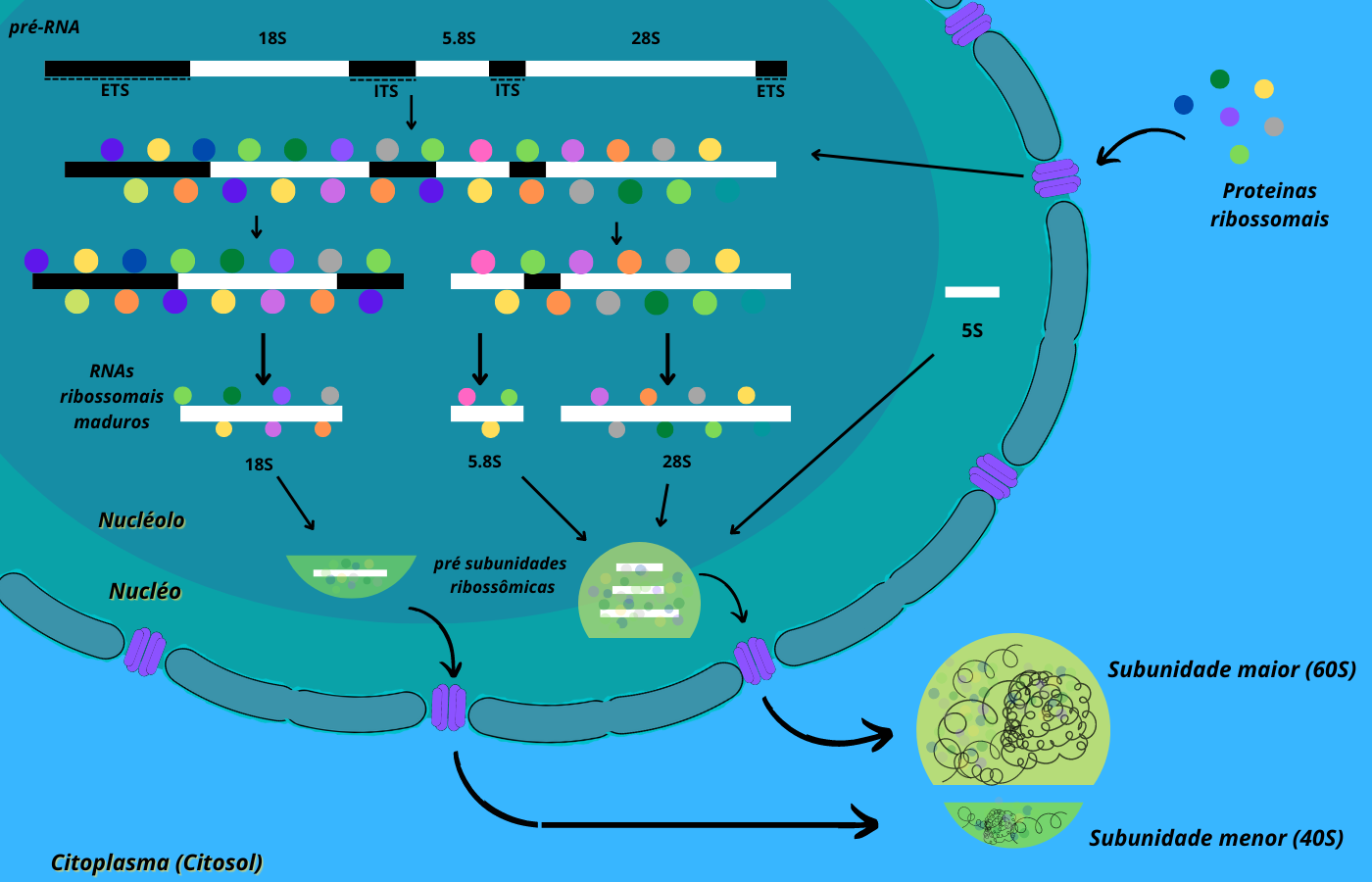 Núcleo Celular – Atlas Interativo de Biologia Celular