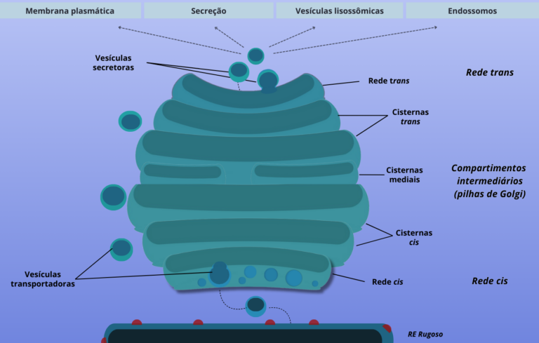 Complexo de Golgi – Atlas Interativo de Biologia Celular