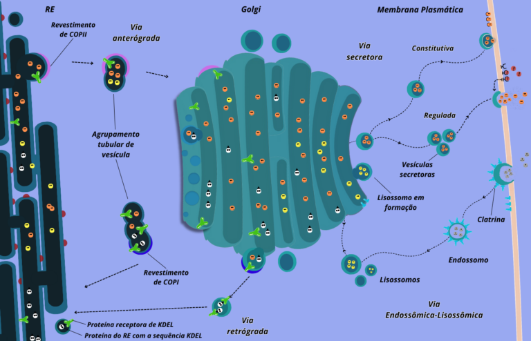 Complexo de Golgi – Atlas Interativo de Biologia Celular